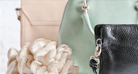 Applications Vegetal Chitosan Manufacturer