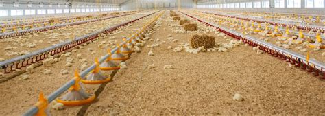 The Importance Of Poultry Enrichment Baled