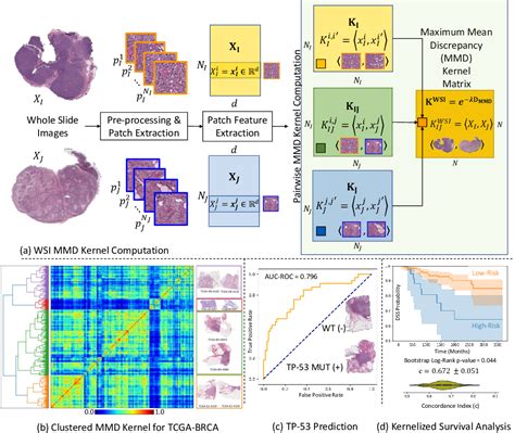 Pdf Maximum Mean Discrepancy Kernels For Predictive And Prognostic Modeling Of Whole Slide