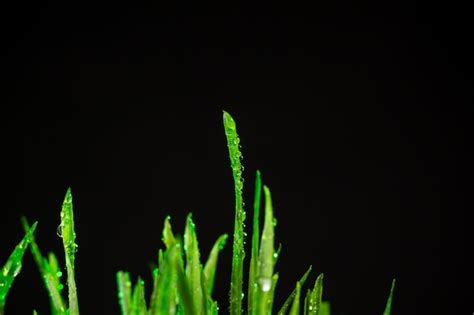 Premium Photo Green Grass