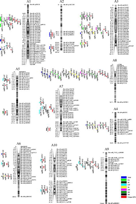 The Locations Of The Consensus And Unique Qtls For Thousand Seed Weight Download Scientific