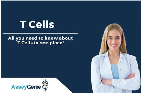 T 세포 유형 활성화 편광 및 기능 Assay Genie Korea