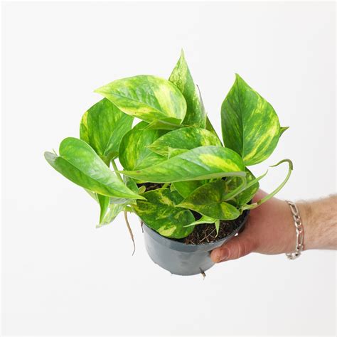 Epipremnum Aureum Golden Pothos Plants