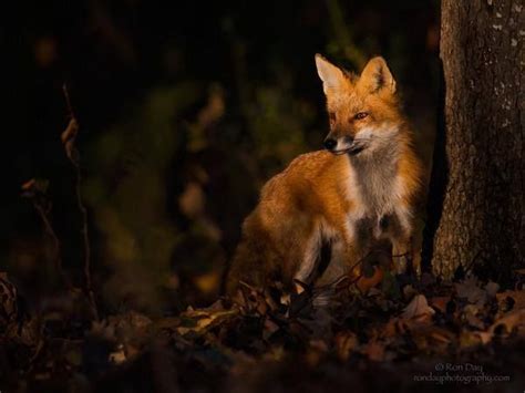 Fox At Night Fox Red Fox Animals Images