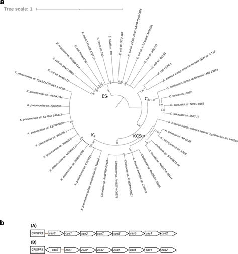 A The Phylogeny Of Cas3 Across Enterobacteriaceae The Crispr Leader