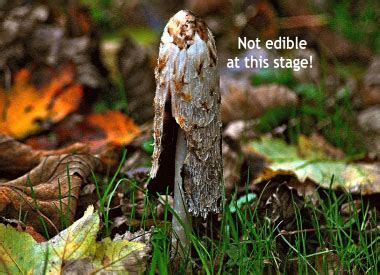 Shaggy Mane Identification Pictures Habitat Season And Spore Print