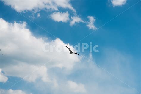 하늘 구름 새 조류 갈매기 사진이미지일러스트캘리그라피 Tilee작가