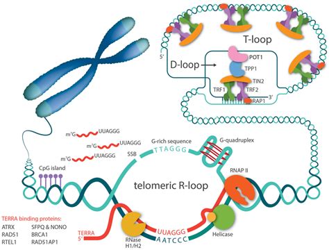 Telomeric R Loops Are Mediated By Terra Terras Are Transcribed By Rna
