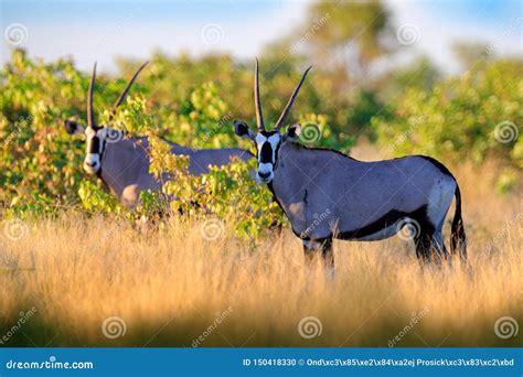 Gemsbok With Green Forest Evening Sunset Gemsbuck Oryx Gazella