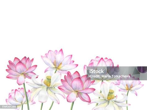 분홍색 연꽃의 구성 피는 수련 꽃 인도 연꽃 신성한 연꽃 텍스트 공간을 복사합니다 흰색에 고립된 수채화 그림입니다 포스터 카드 인사말 초대장에 결혼식에 대한 스톡 벡터 아트