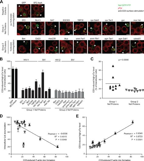 Correlation Between Nef Mediated Inhibition Of Tcr Induced Actin