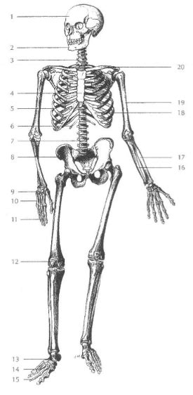 Diagram Van Elandenskelet