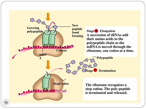 Protein Synthesis Translation Ppt Download