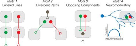 Neural Circuit Motifs In Valence Processing Pmc