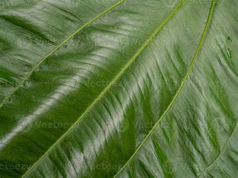 The Echinodorus Cordifolius Leaf Close Up Image For Background 10124363