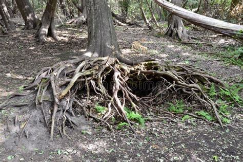 Ferns Growing Around Exposed Eastern White Cedar Thuja Occidentalis Roots Along Hiking Trail