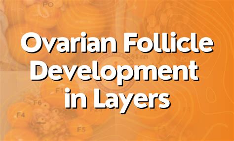 Ovarian Follicle Development In Layers Sr Publications