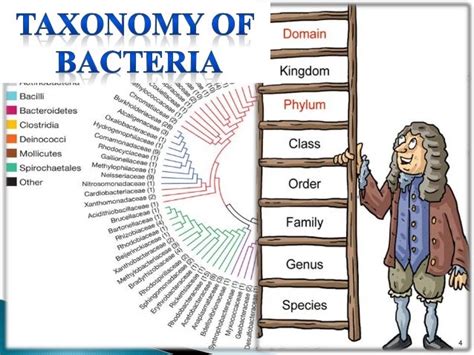 Taxonomy Of Bacteria Bergeys Manual Of Systematic Bacteriology And