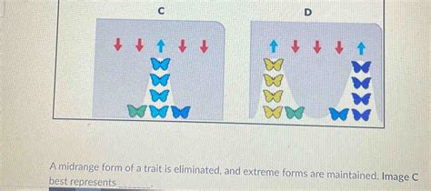 Solved A Midrange Form Of A Trait Is Eliminated And Extreme Forms Are