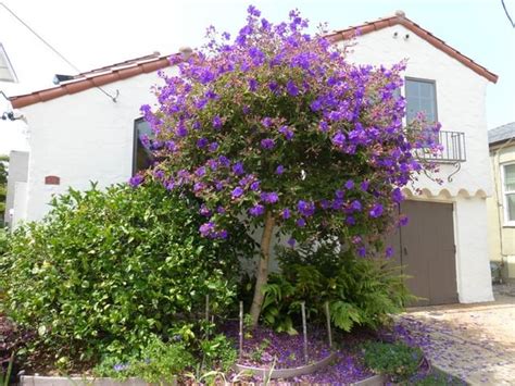 Can Someone Shed Some Experience With Princess Flower Tree Rgardening