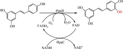 Figure 1 From Modification Of The 4 Hydroxyphenylacetate 3 Hydroxylase