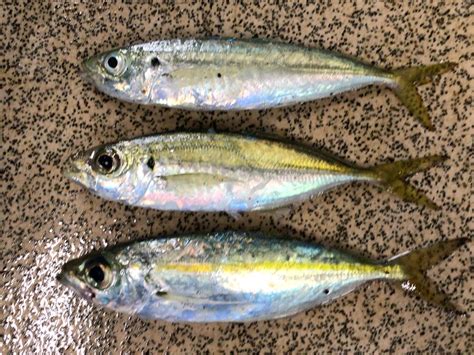 鯵科の3魚種メアジマルアジマアジの見分け方紹介堤防サビキ釣り魚判断方法説明