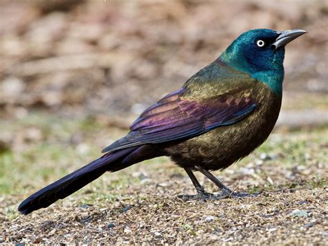 Common Grackle Ebird