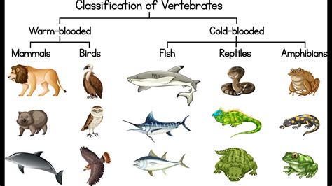 List Of Animal Classifications