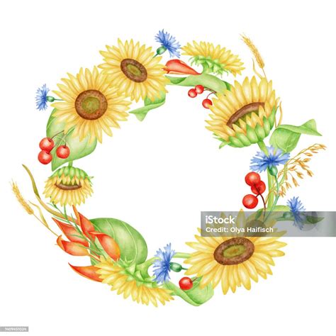 수채화 해바라기 화환 손으로 노란색 꽃 옥수수 꽃 스파이크 렛 빨간 열매 및 잎으로 둥근 꽃 프레임을 그렸습니다 가을 결혼식 식물 배열 일러스트레이션은 흰색에 고립되어
