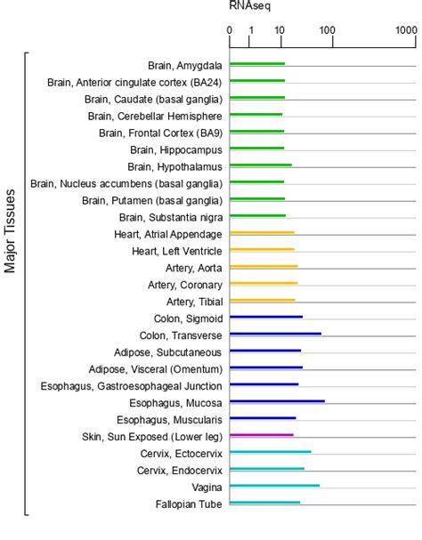 Tp53i3 Gene Genecards Qorx Protein Qorx Antibody