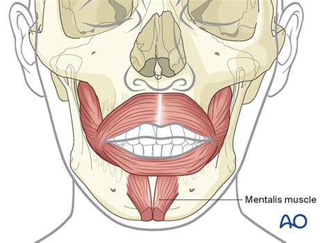 Anatomy