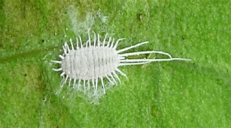 Organic Mealybug Control Indoors And Out Agriculture Information Bank