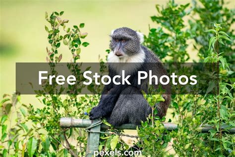 Samango Monkey Photos Download The Best Free Samango Monkey Stock