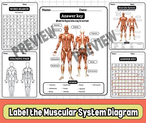 Muscle Labeling Worksheet