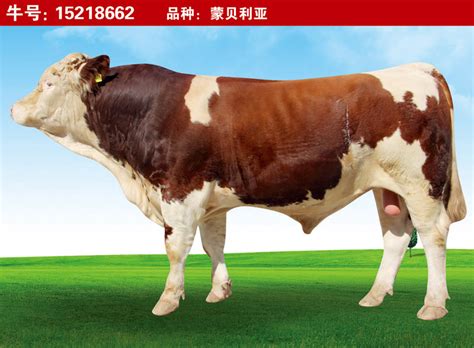 通辽市畜牧业发展中心 通辽市京缘种牛繁育有限责任公司