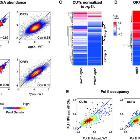 Model For How The Rna Exosome And Nucleosome Dynamics May Regulate