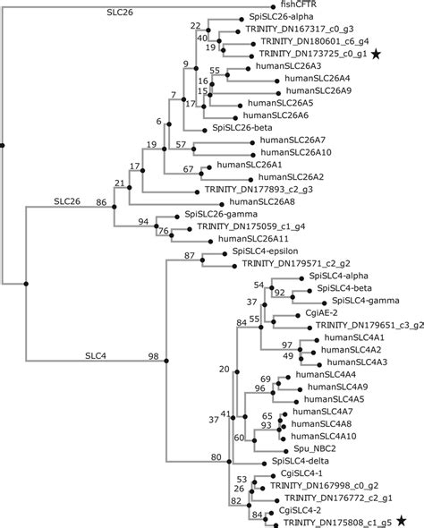 Phylogenetic Tree Depicting Relationships Between Bicarbonate