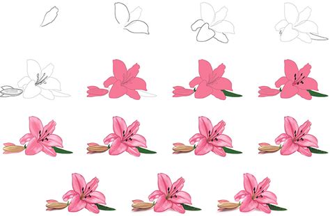 How To Draw A Lily Flower Step By Step