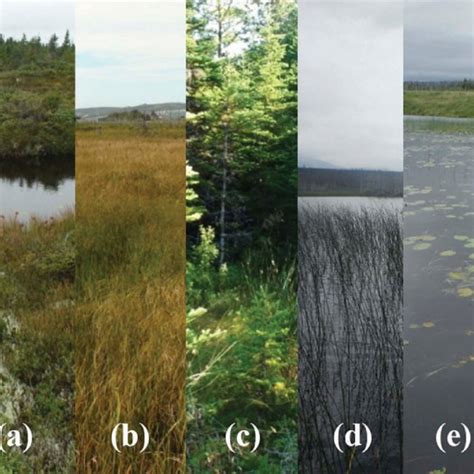 Wetland Classes Defined By The Canadian Wetland Classification System Download Scientific