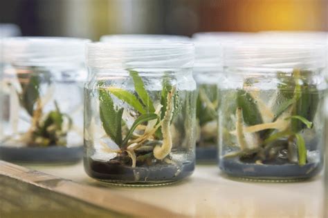 Plant Tissue Culture Orchids Plant Tissue Culture Innovatebio