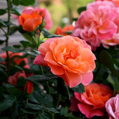 Sugar Candy Rose® Meiconfiz • Meilland International