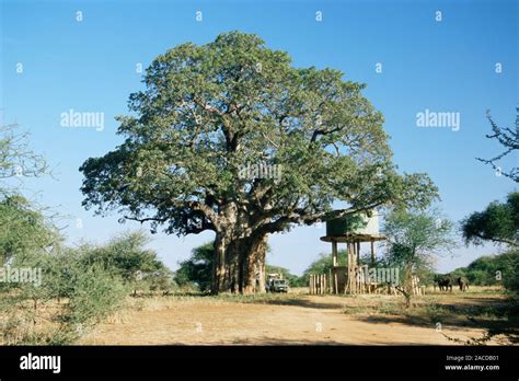 Baobab Tree Adansonia Digitata This Tree Is Found In The Hot Dry