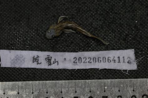 黑吻鰕虎鱼 标本图片库 大别山区生物多样性综合科学考察