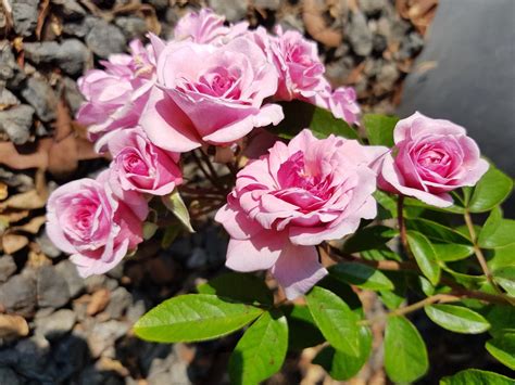 Rose Renae Climbing Plant Buy Now Ladybird Nursery