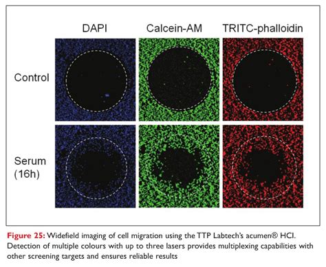 Cell Migration Probing Cell Movement With Smarter Tools Drug