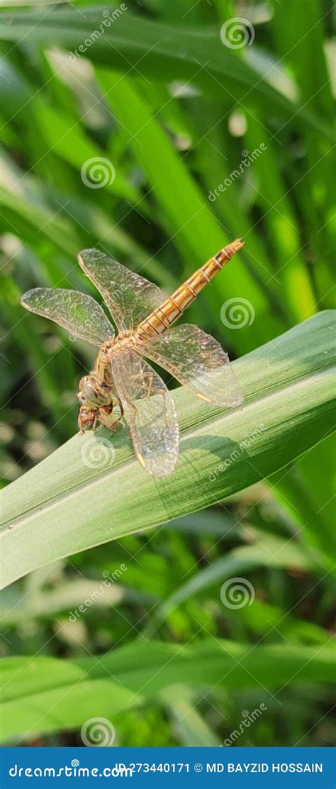 Grasshopper Natural View Stock Image Image Of Natural 273440171 Grasshopper Natural View Stock Image Image Of Natural 273440171