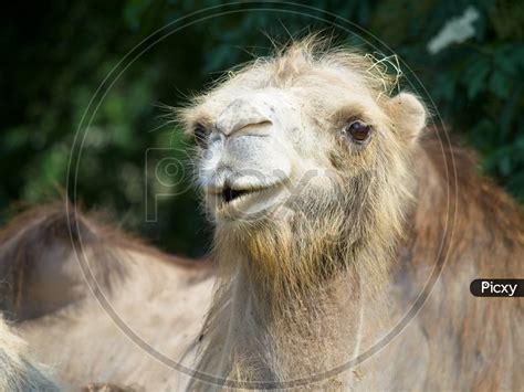 Funny Camel Face