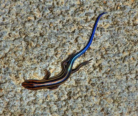 Do Blue Tailed Lizards Eat Centipedes At Genevieve Tarrant Blog
