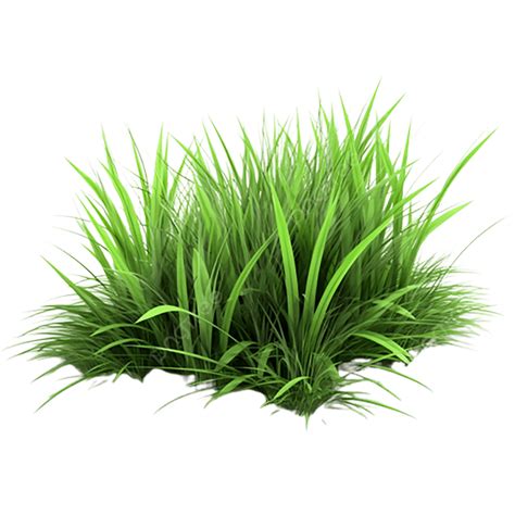 草叢植物插圖 葉子 夏季 草叢png去背圖片素材免費下載，免摳圖設計圖案下載 Pngtree