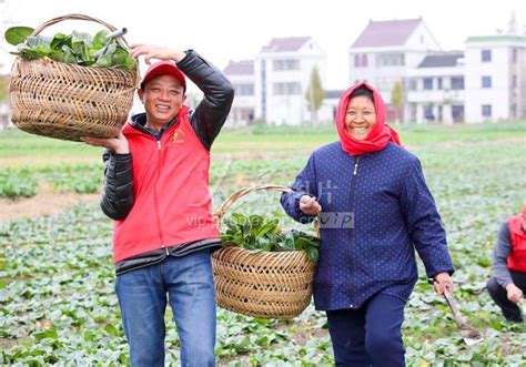 江苏如皋扶贫黑塌菜喜获丰收 人民图片网